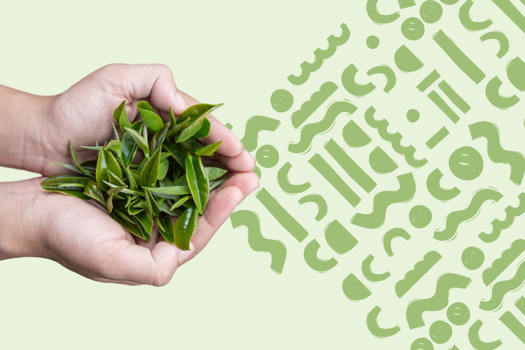 L-Theanine: The Ultimate Guide & Proper Wild